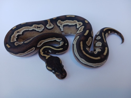 Blackhead Mojave Xtreme Gene Ball Python by Outland Exotics