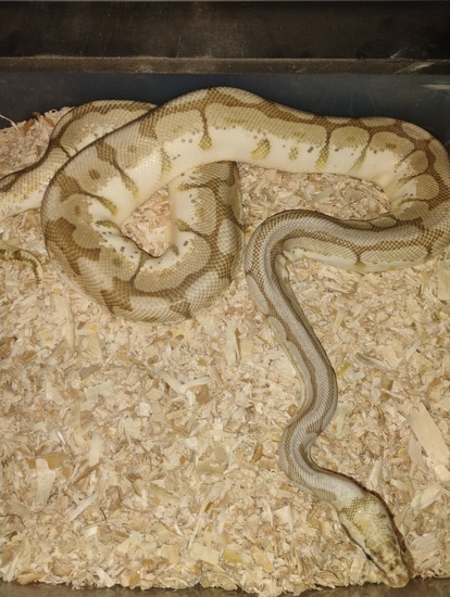 Spider Lesser Ball Python by Outlaw reptiles