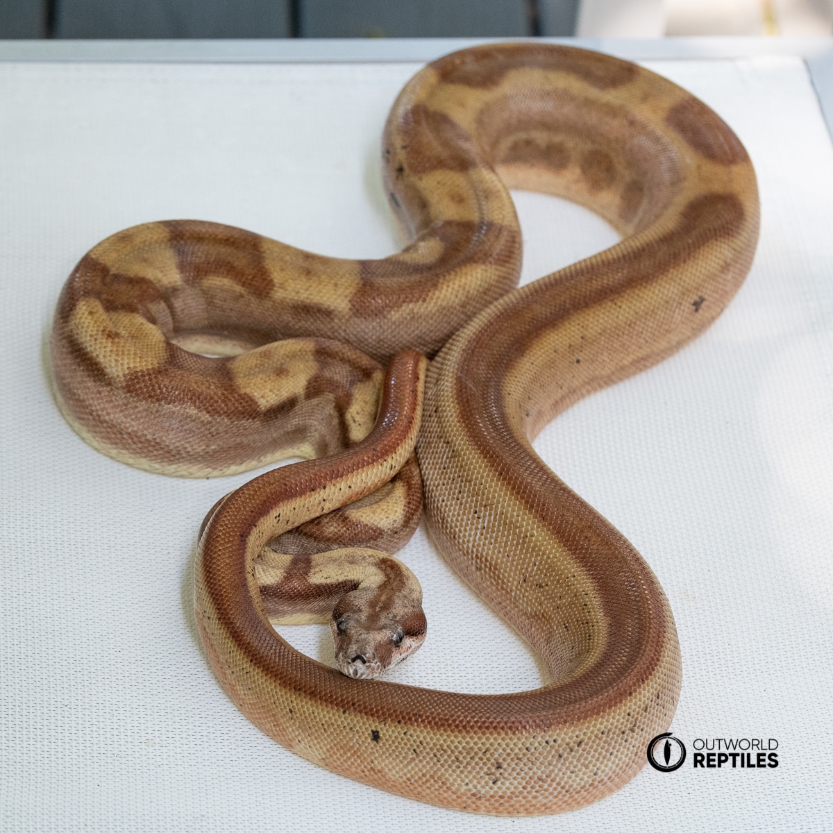 Hypo Jungle Motley Het Kahl Albino Boa Constrictor by Outworld Reptiles - MorphMarket