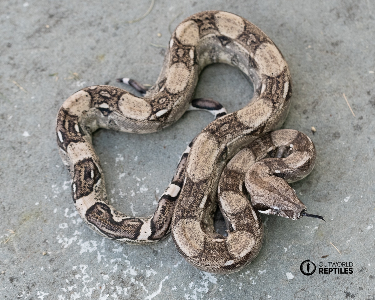 Aby Line Anery 50% Het Kahl Boa Constrictor by Outworld Reptiles ...