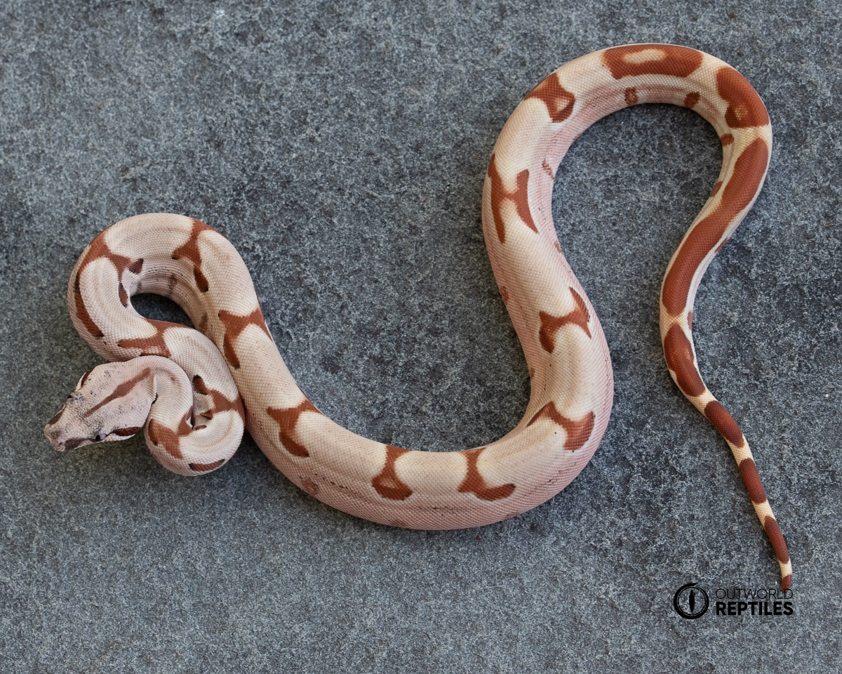 SALE! 2022 Super Hypo Jungle Female Boa Constrictor by Outworld Reptiles - MorphMarket