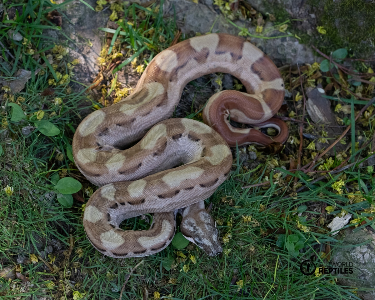 2022 Hypo Motley Pos Jungle Female Boa Constrictor by Outworld Reptiles ...