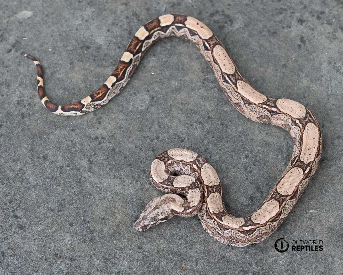 Arabesque Parahet Boa Constrictor by Outworld Reptiles - MorphMarket