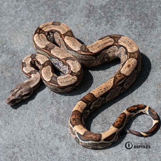 Arabesque Parahet Boa Constrictor by Outworld Reptiles