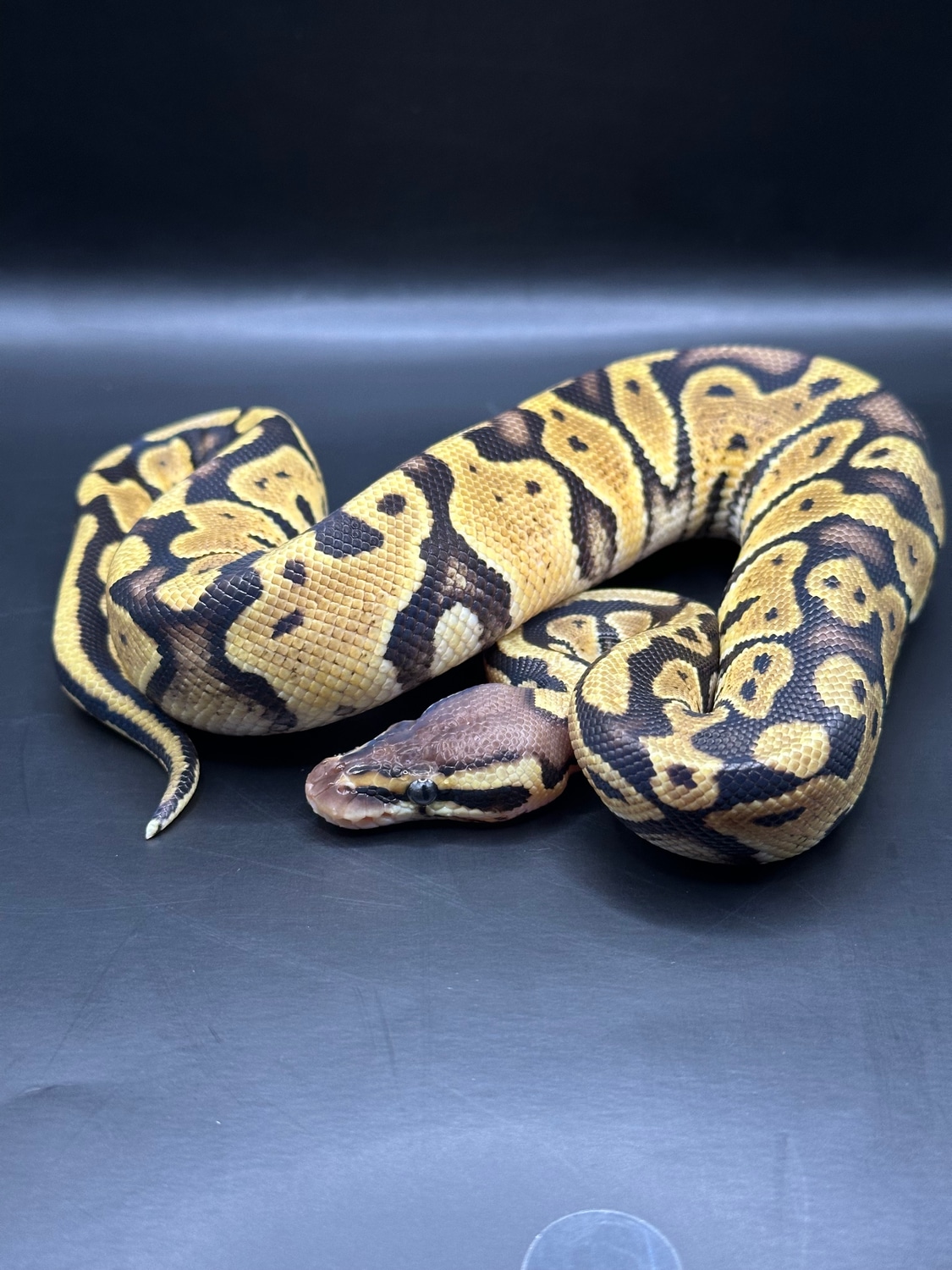 Pastel Ball Python by Overload Reptiles LLC - MorphMarket
