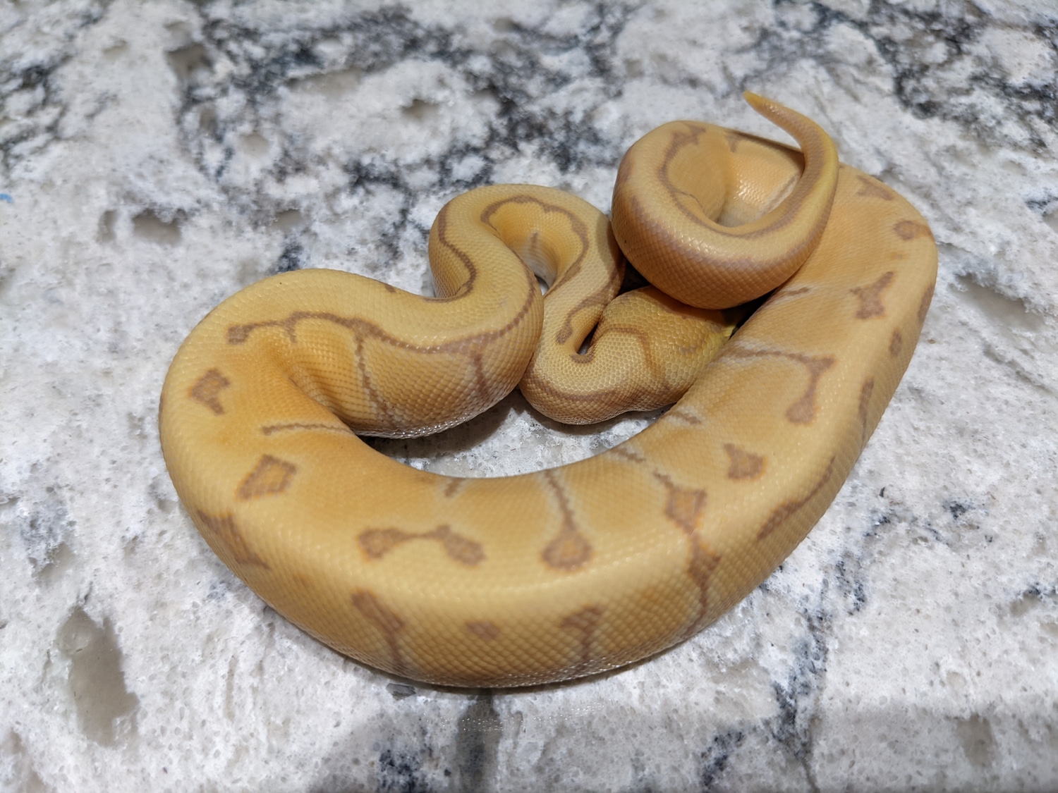 Banana Enchi Pinstripe Ball Python by OWAL Reptiles - MorphMarket