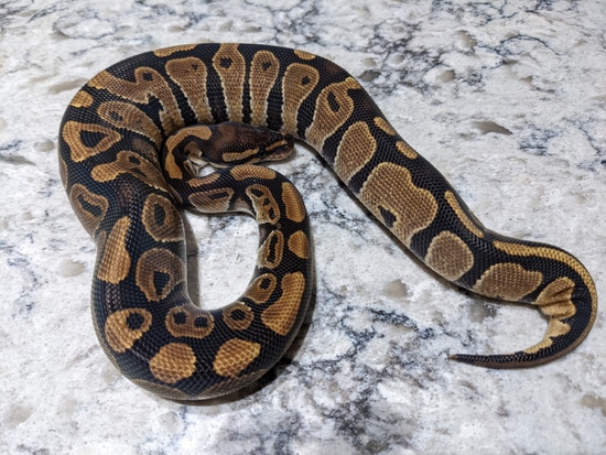 66% Het Sunset Ball Python by OWAL Reptiles