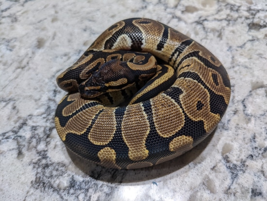 66% Het Sunset Ball Python by OWAL Reptiles