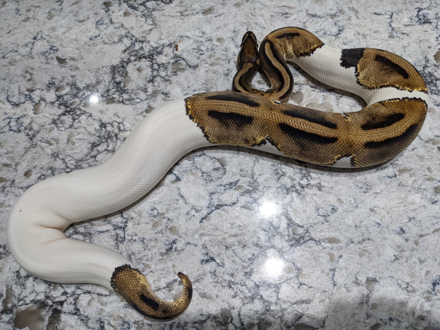Pied 66% DH Clown/Hypo Ball Python by OWAL Reptiles - MorphMarket