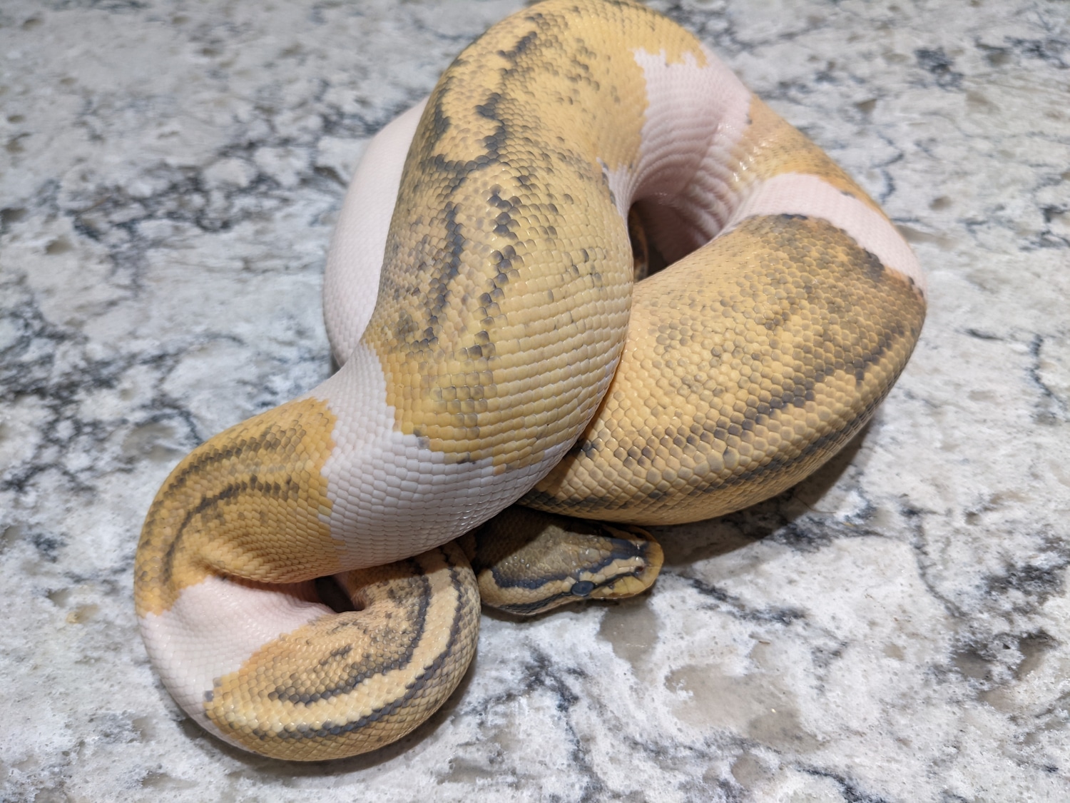 Hypo Pied Ball Python by OWAL Reptiles - MorphMarket