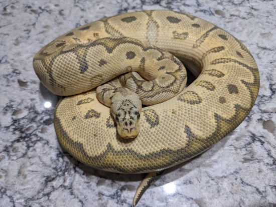 Pastel Hypo Clown Dinker (Blush) Ball Python by OWAL Reptiles