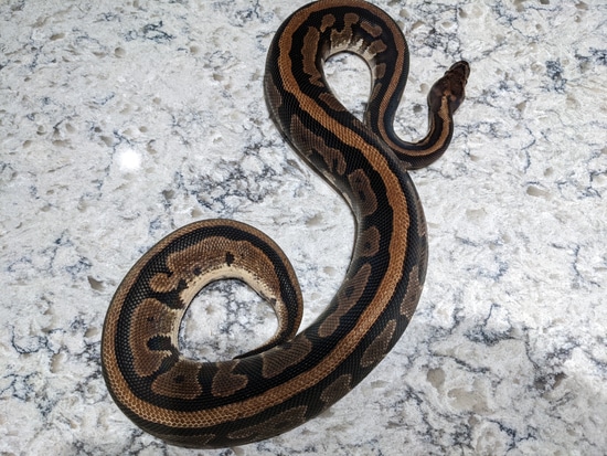 Dinker (Striped) Ball Python by OWAL Reptiles