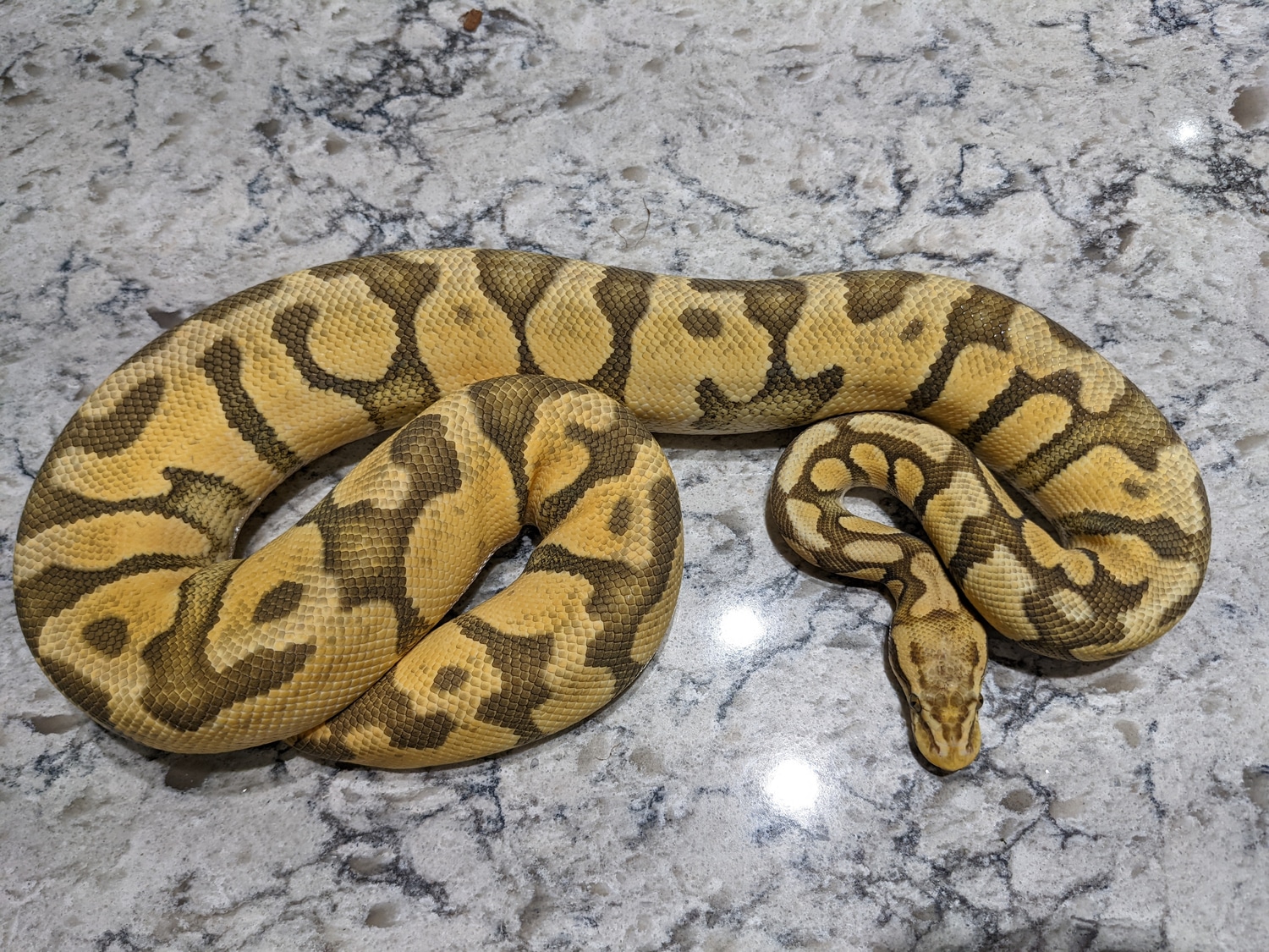 Super Pastel Enchi Hypo Ball Python by OWAL Reptiles - MorphMarket