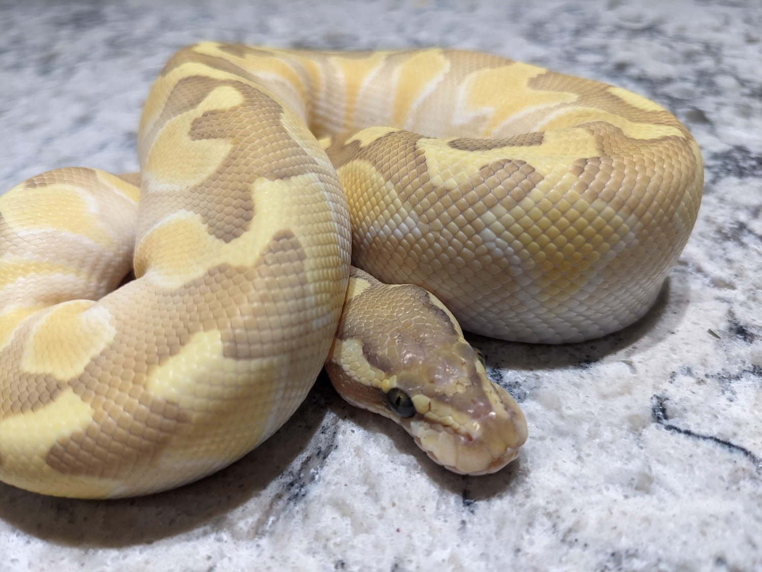 Enchi Lesser Pastel DH Albino/Hypo Ball Python by OWAL Reptiles ...