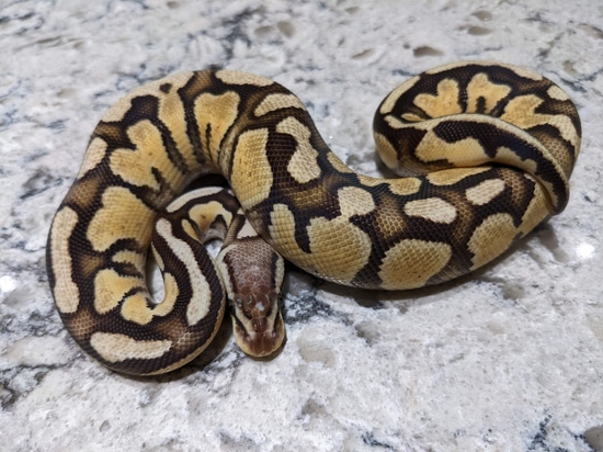 Firefly Ball Python by OWAL Reptiles