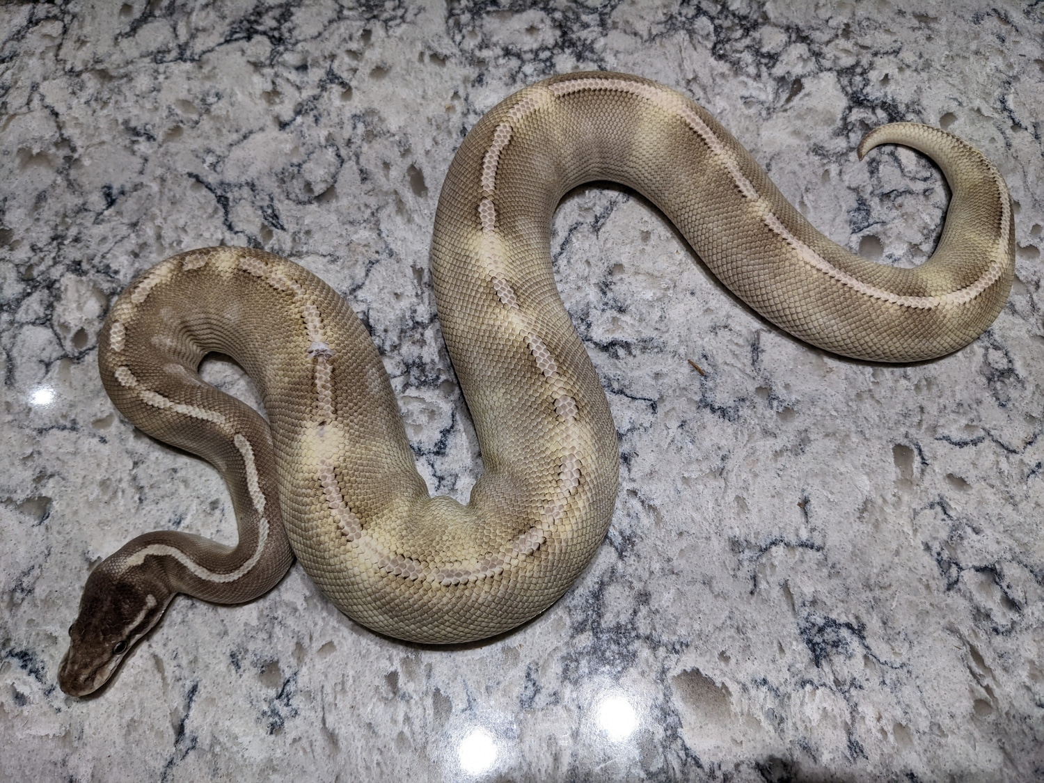 Nanny Mystic Potion Ball Python by OWAL Reptiles - MorphMarket