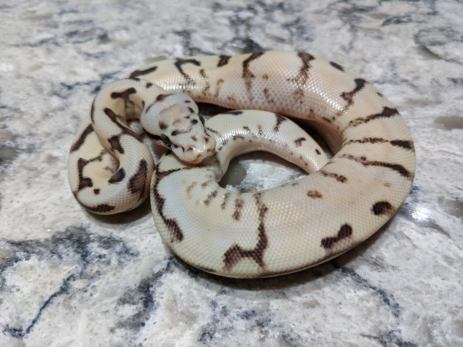 Bumblebee Enchi Pastel Sauce Or Vanilla Ball Python by OWAL Reptiles ...