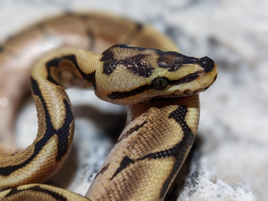 Spider Sauce Or Vanilla Ball Python by OWAL Reptiles