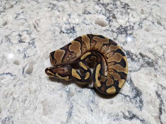 Yellowbelly Sauce Or Vanilla Ball Python by OWAL Reptiles