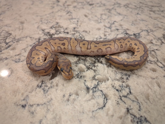 Candied Clown *Lupita* Ball Python by OWAL Reptiles