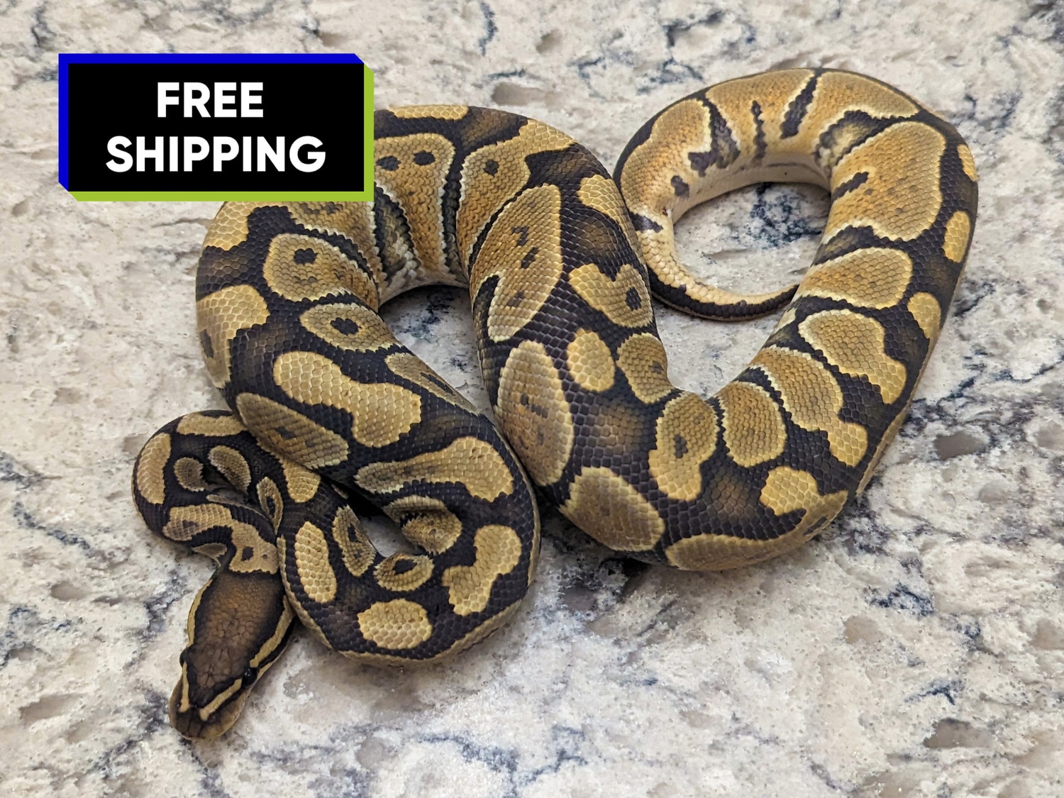 Hypo 66% Het Clown Ball Python by OWAL Reptiles - MorphMarket
