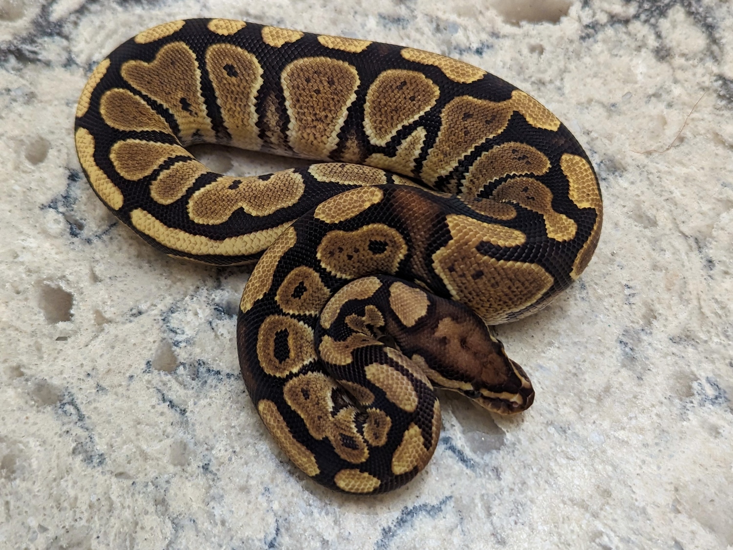Sauce Or Vanilla Ball Python by OWAL Reptiles - MorphMarket