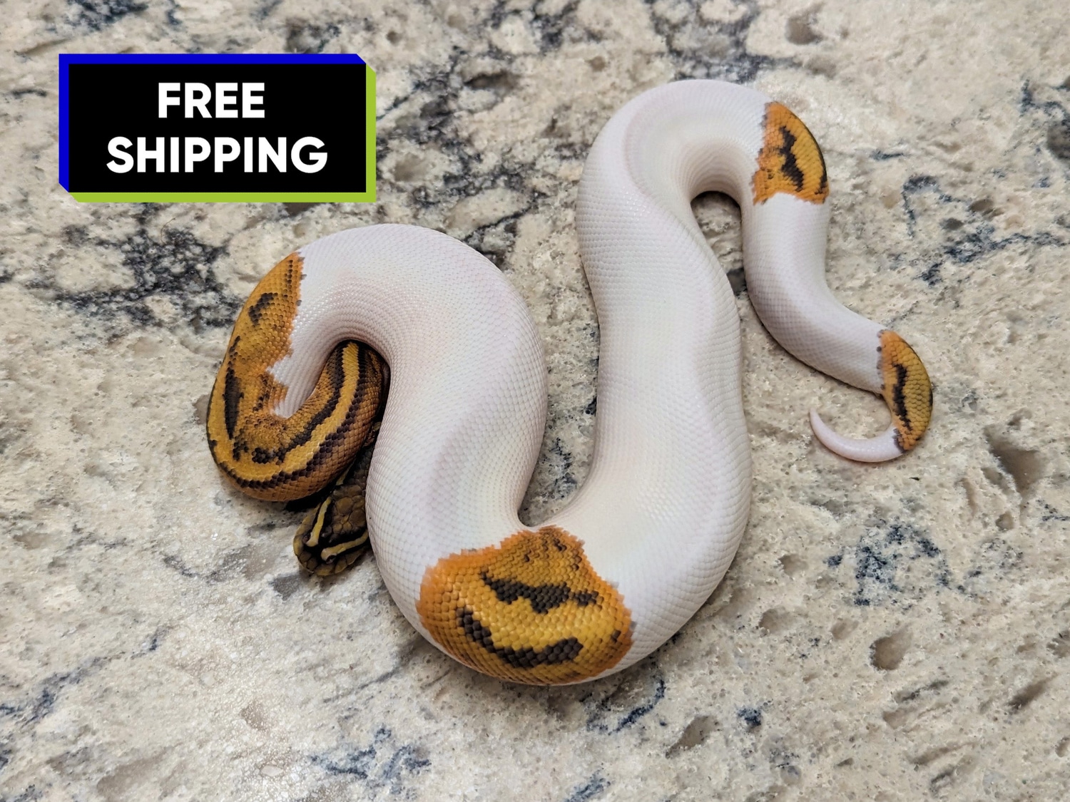 Hypo Pied Ball Python by OWAL Reptiles - MorphMarket
