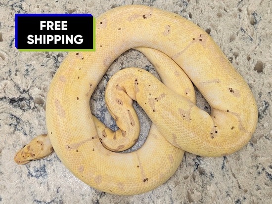 Super Enchi Banana Woma Ball Python by OWAL Reptiles