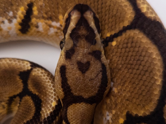 *Heart Head* Spider Het Hypo Ball Python by OWAL Reptiles