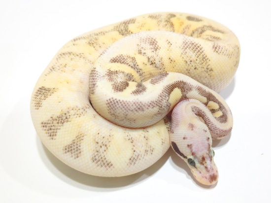 Super Pastel Vanilla Scream Ball Python by OWAL Reptiles