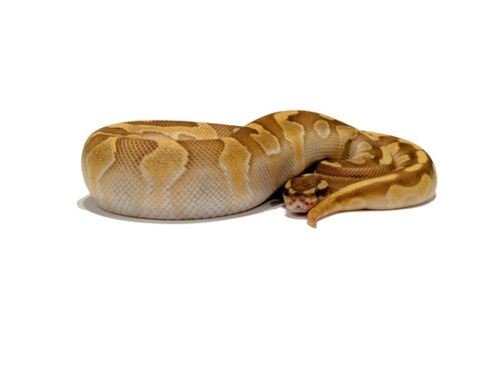 Enchi Lesser DHet Albino/Hypo Ball Python by OWAL Reptiles