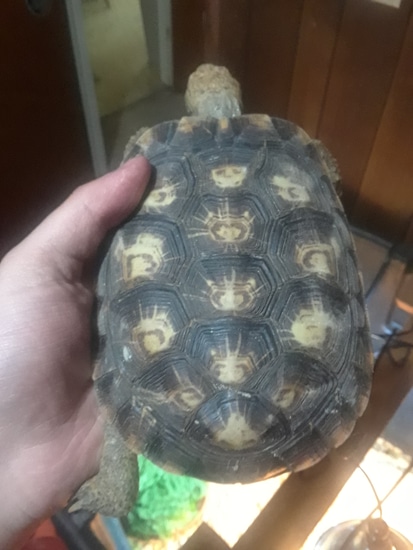 LTC Subadult Female Pancake Tortoise by Gila Critter Room Inc.