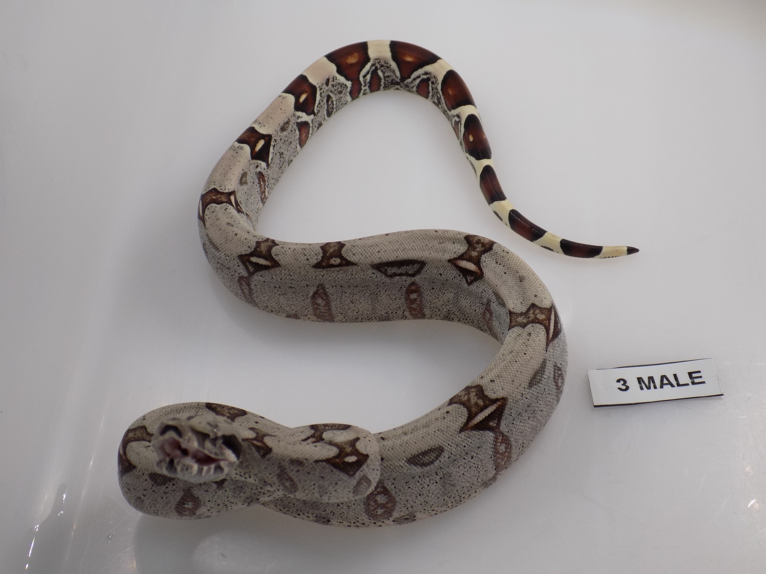 Suriname Boa True Red-tailed Boa Constrictor by Oxbow Reptile - MorphMarket