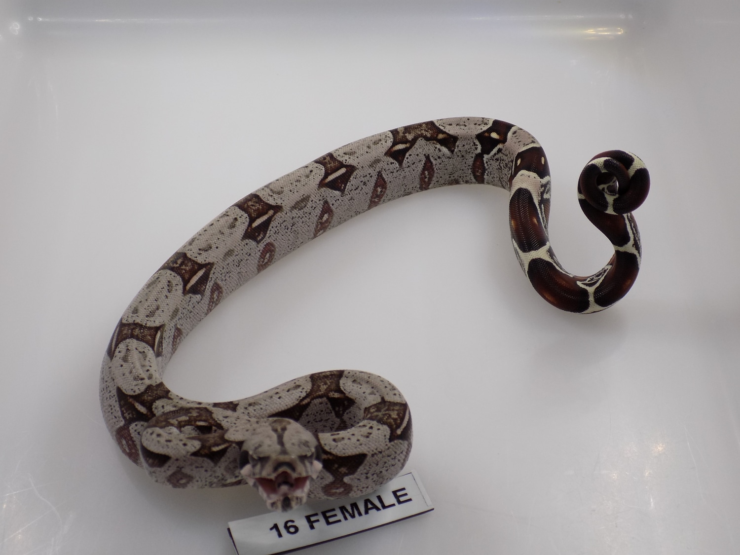 Suriname Boa True Red-tailed Boa Constrictor by Oxbow Reptile - MorphMarket