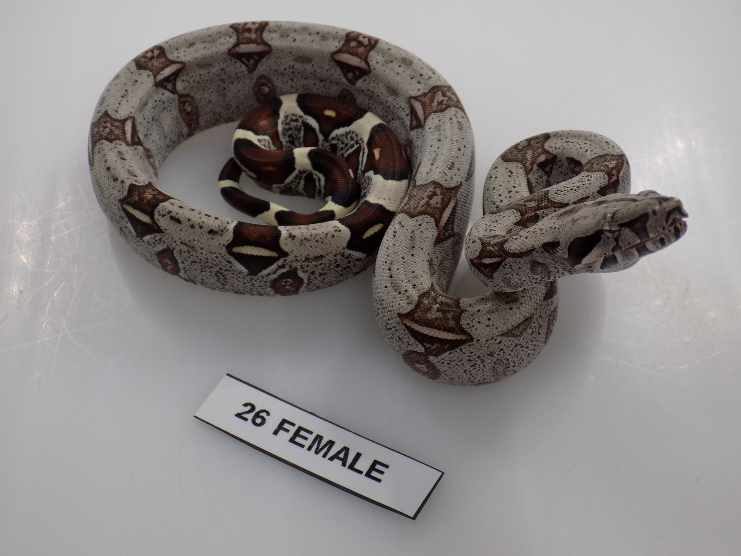 Suriname Boa True Red-tailed Boa Constrictor by Oxbow Reptile - MorphMarket