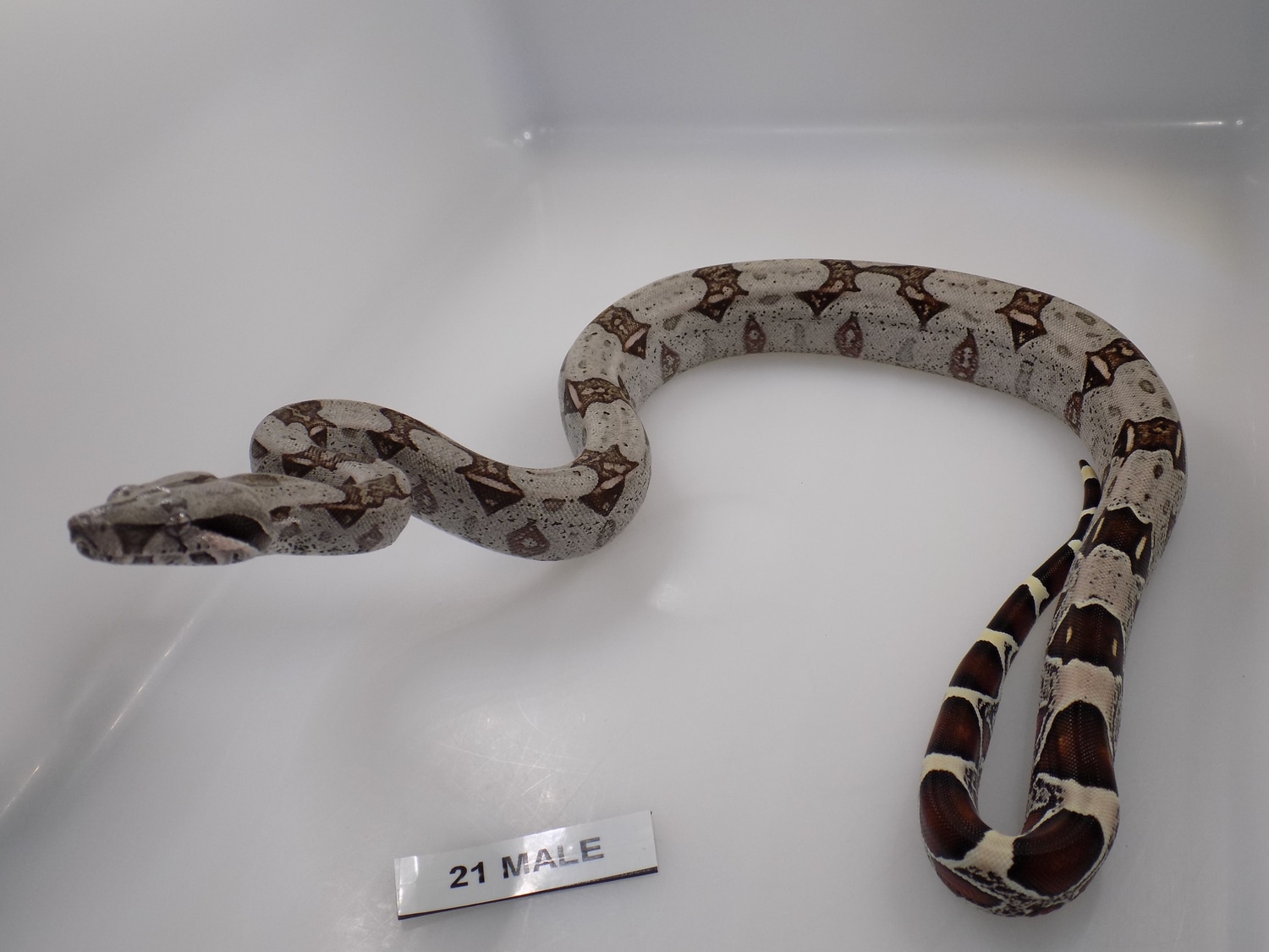Suriname Boa True Red-tailed Boa Constrictor by Oxbow Reptile - MorphMarket