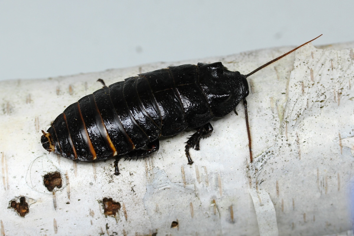 Black Tiger Hissing Cockroaches (10) Other Invertebrate by Oxbow ...