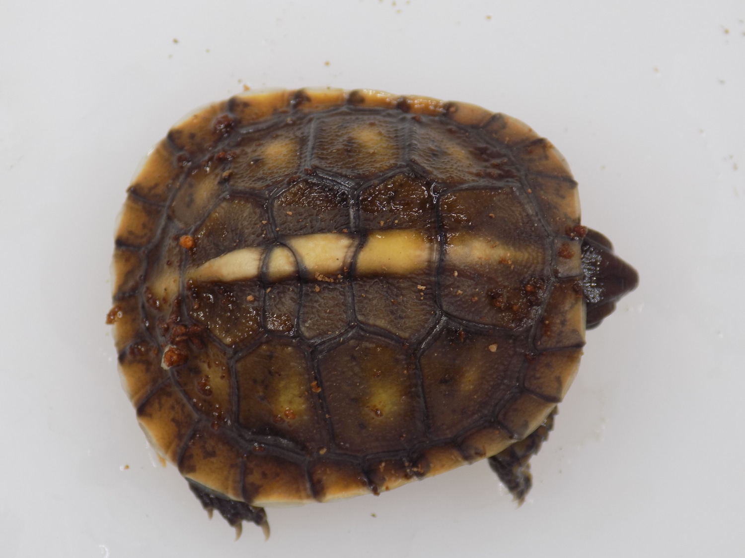 Gulf Coast Box Turtle (Split Scutes) Box Turtles & Terrapin by Oxbow ...