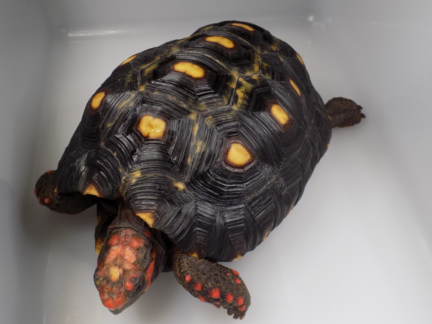 Cherryhead Red-footed Tortoise by Oxbow Reptile - MorphMarket