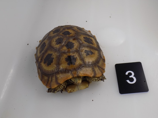 Split Scute Elongated Tortoise by Oxbow Reptile