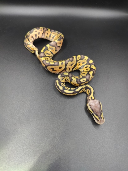 Super Pastel Het Axanthic (TSK) Ball Python by Couatl Creations