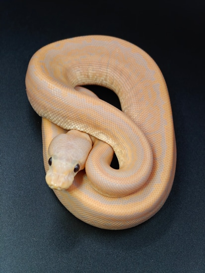 Female Maker Banana Pinstripe Black Pastel Or Cinnamon, Born Ball ...