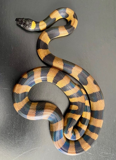 Ringed Python More Python by Marc Morris