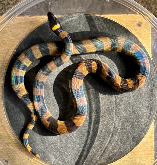 SALE On PAIR Of Bismarck Ringed Pythons!! More Python by Marc Morris