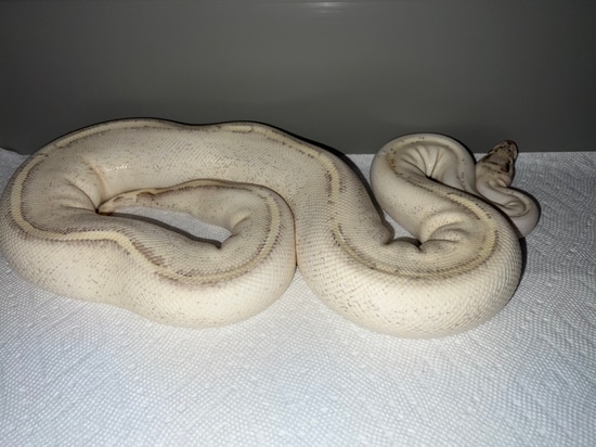Puma #1 Ball Python by OzMorphs LLC