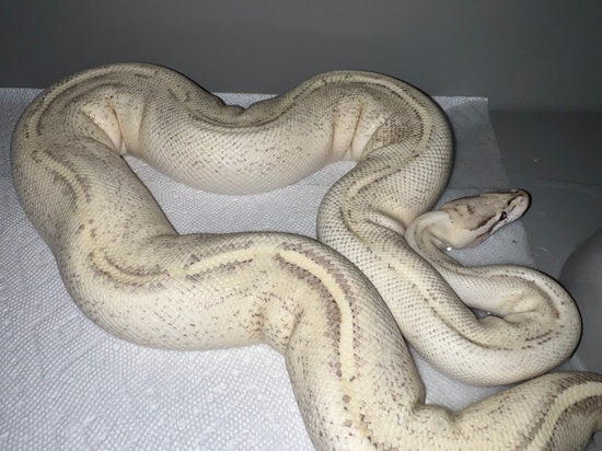 Puma Female (Yellow Belly Spark) Ball Python by OzMorphs LLC