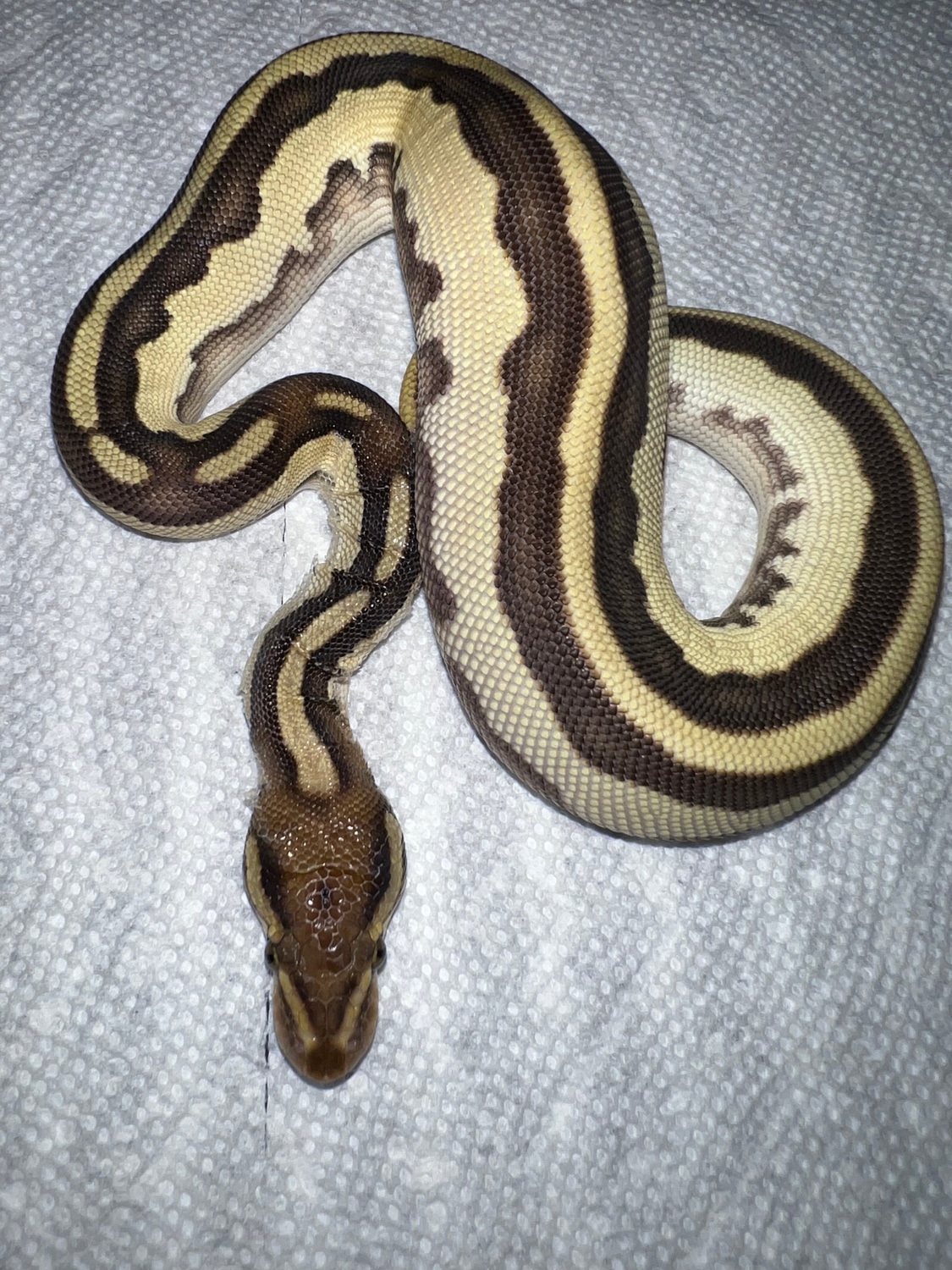 Orange Dream Leaser Leopard Fire Yellow Belly Ball Python by OzMorphs ...