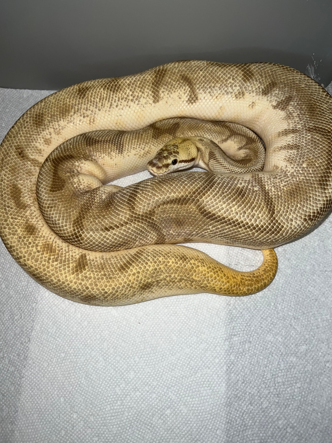 Orange Dream Leopard Lesser Enchi Spider Ball Python by OzMorphs ...