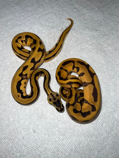 Super Orange Dream Leopard Fire PAIR! Ball Python by OzMorphs LLC