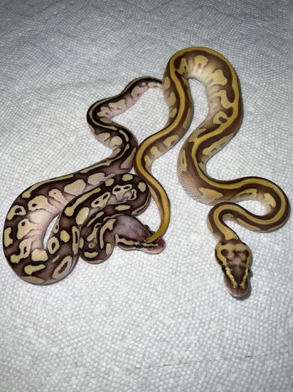 Pastel Orange Dream Lesser Leopard Fire Ball Python by OzMorphs LLC
